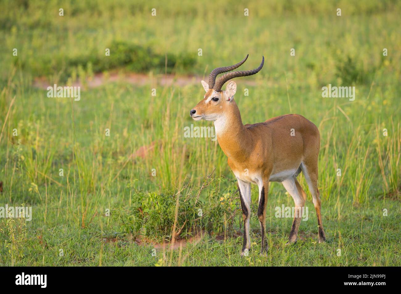 Portrait of an Ugandan kob (Kobus thomasi) in Murchison Falls National ...