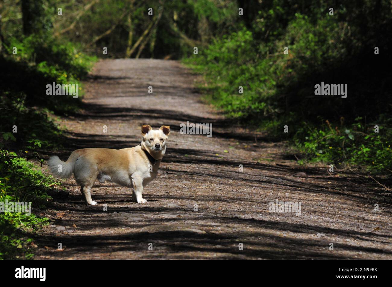 dog walking in the wood trail Stock Photo - Alamy