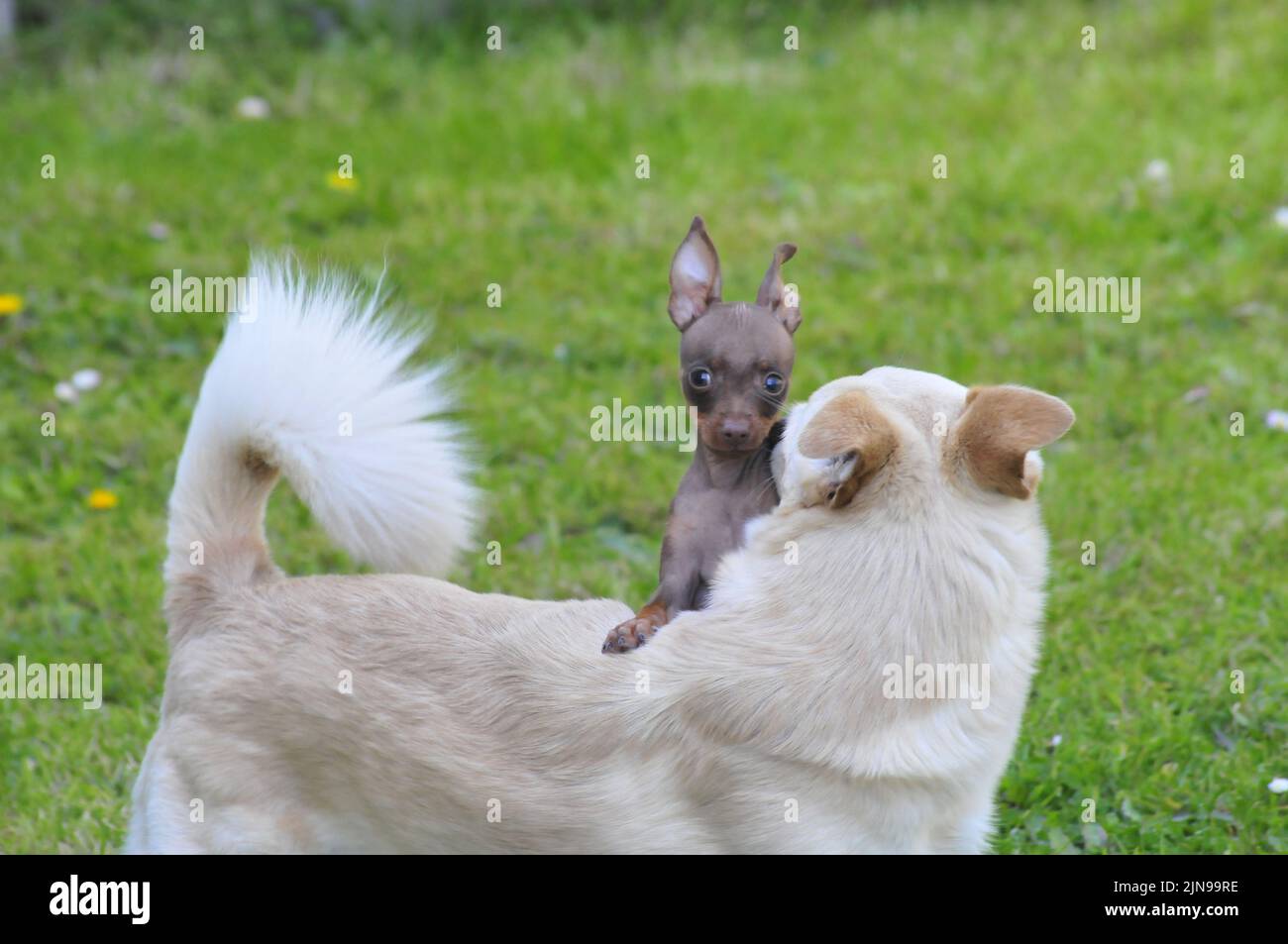 2 dogs playing Stock Photo - Alamy