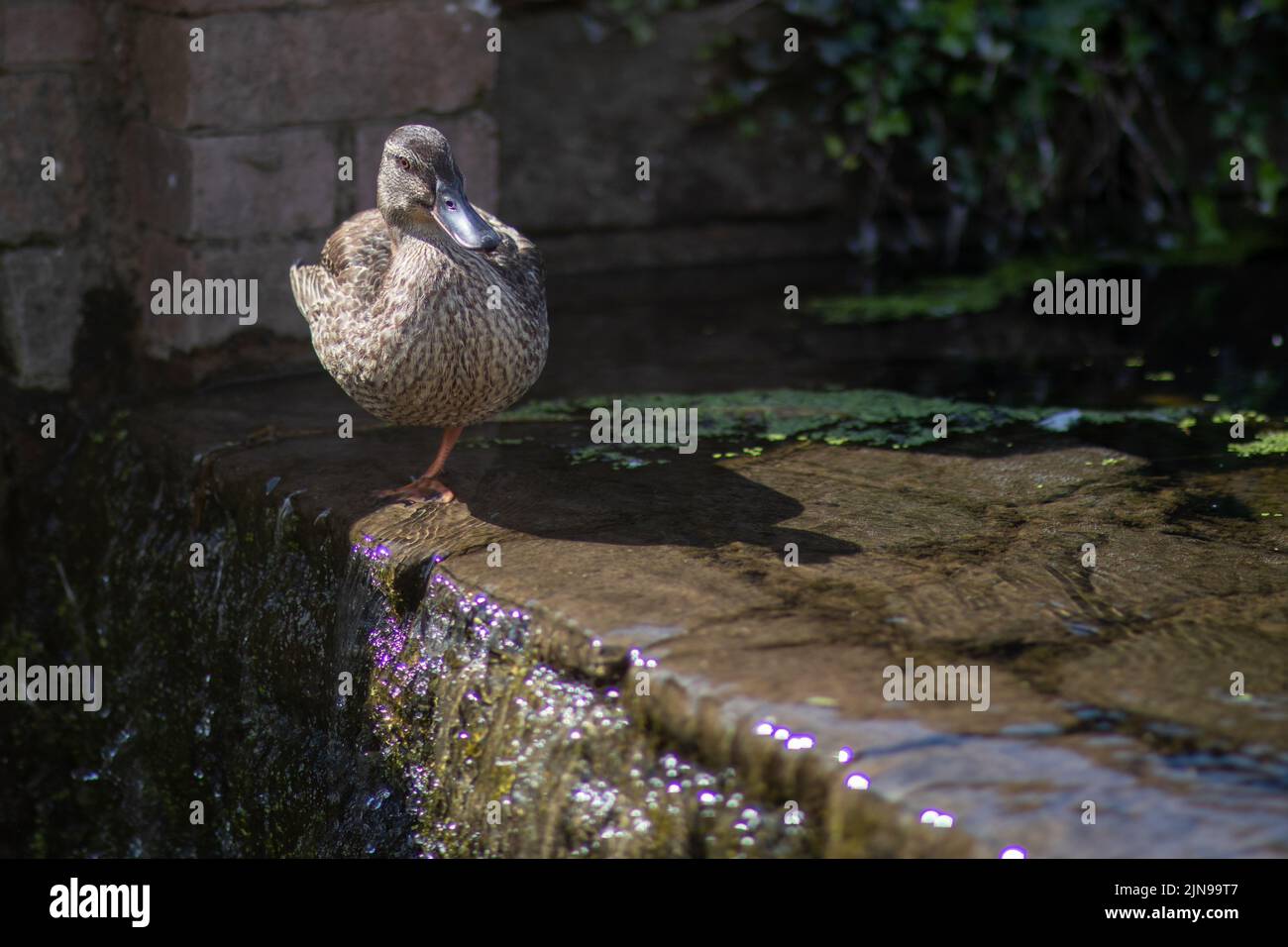 The duck is walking towards the camera Stock Photo - Alamy