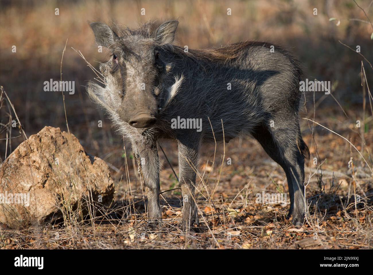 Tusks protruding hi-res stock photography and images - Alamy