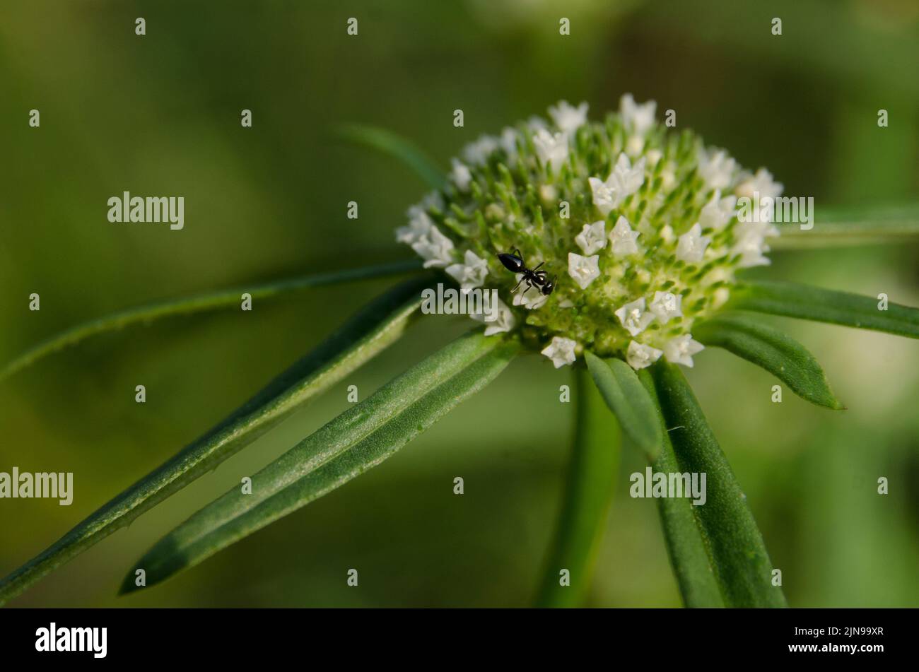 A closeup of Mitracarpus polycladus, cana gorda girdlepod Stock Photo ...