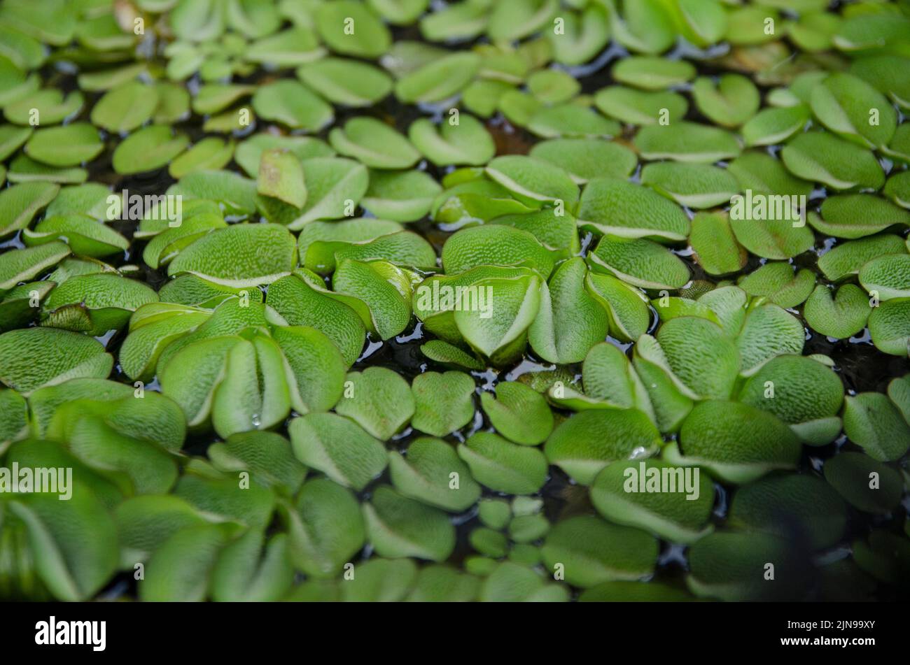 A closeup of Salvinia minima, water spangles Stock Photo - Alamy