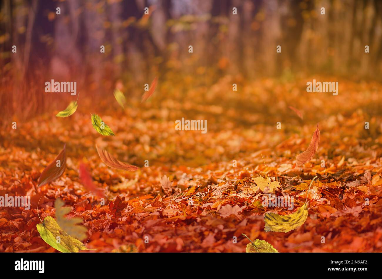 Falling autumn leaves. Fall outdoor nature background with colorful ...
