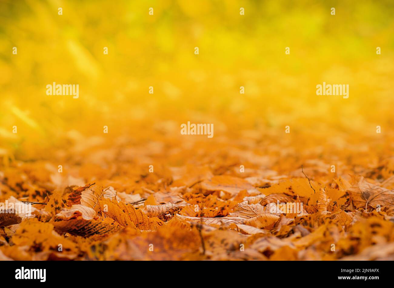 Autumn golden leaf texture background with copy space. Autumn yellow ...