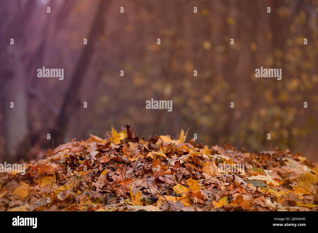 Border frame of autumn leaves falling on landscape background. Colorful ...