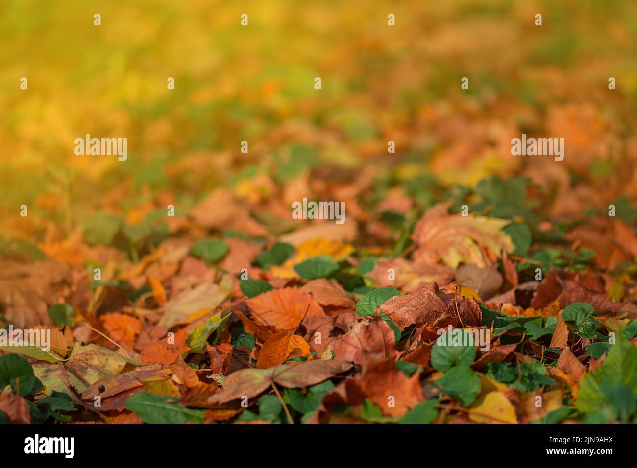Colorful beautiful background of fallen leaves. Yellow, orange, red ...