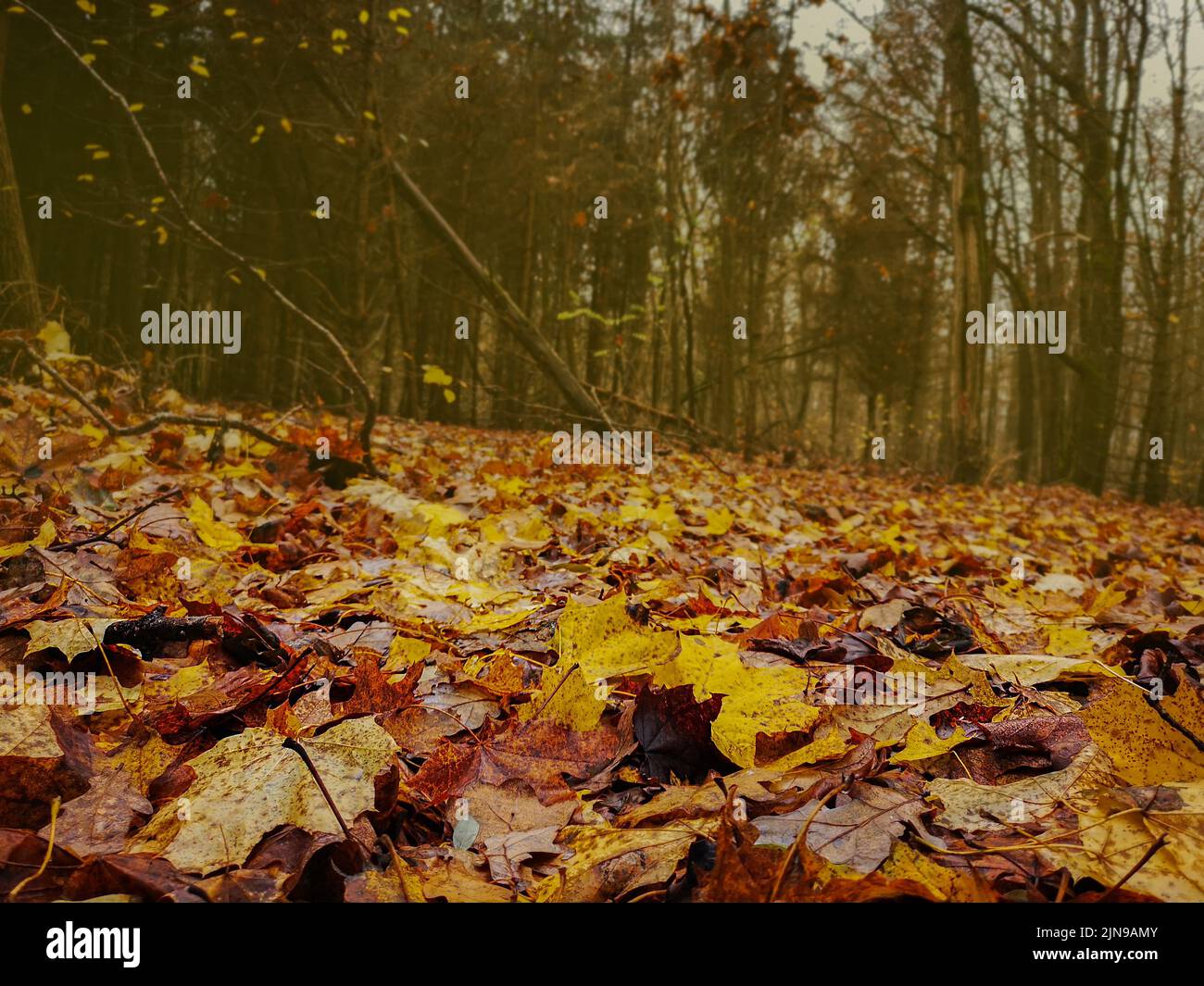 Wind blowing yellow leaves in autumn bright woods. Background with ...