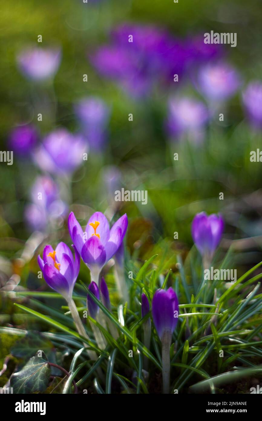 crocus flowers - one of the first spring flowers Stock Photo - Alamy