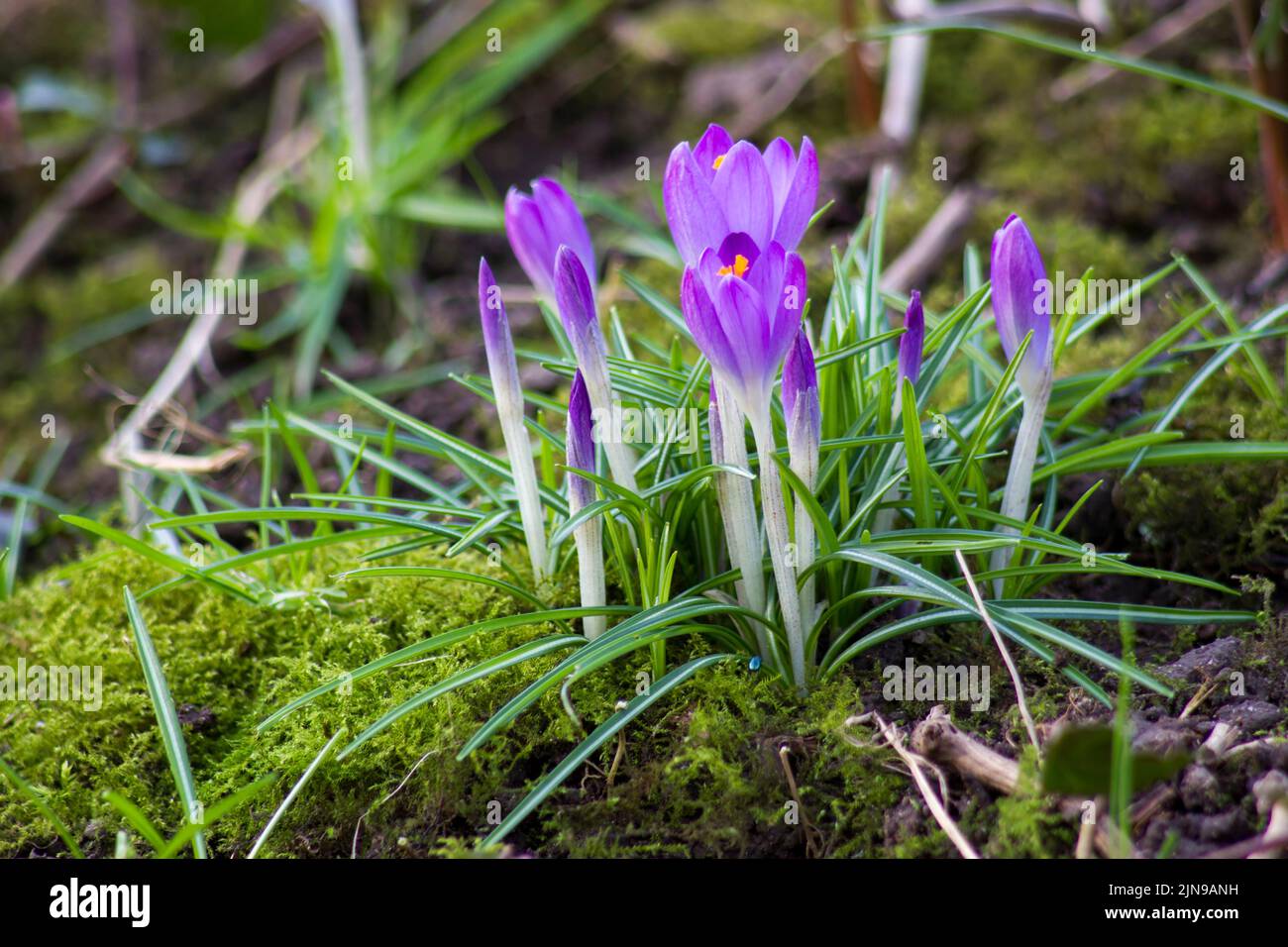 First spring flowers hi-res stock photography and images - Alamy
