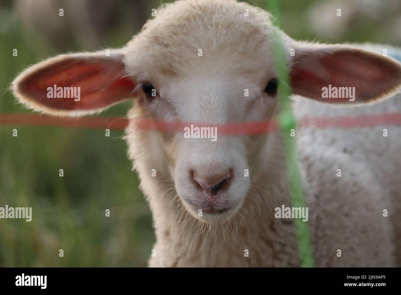 Sheep and fence in foreground hi-res stock photography and images - Alamy