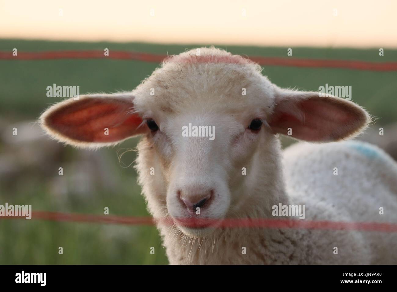 Sheep and fence in foreground hi-res stock photography and images - Alamy