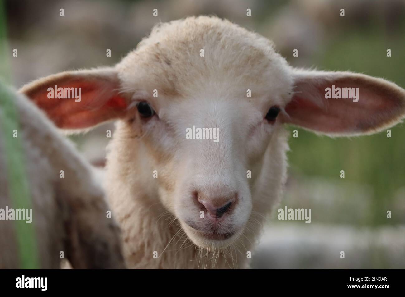 Lamb big ears hi-res stock photography and images - Alamy