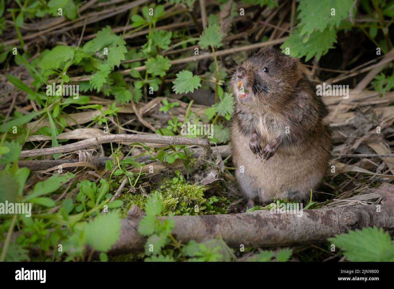 Left facing animal hi-res stock photography and images - Alamy