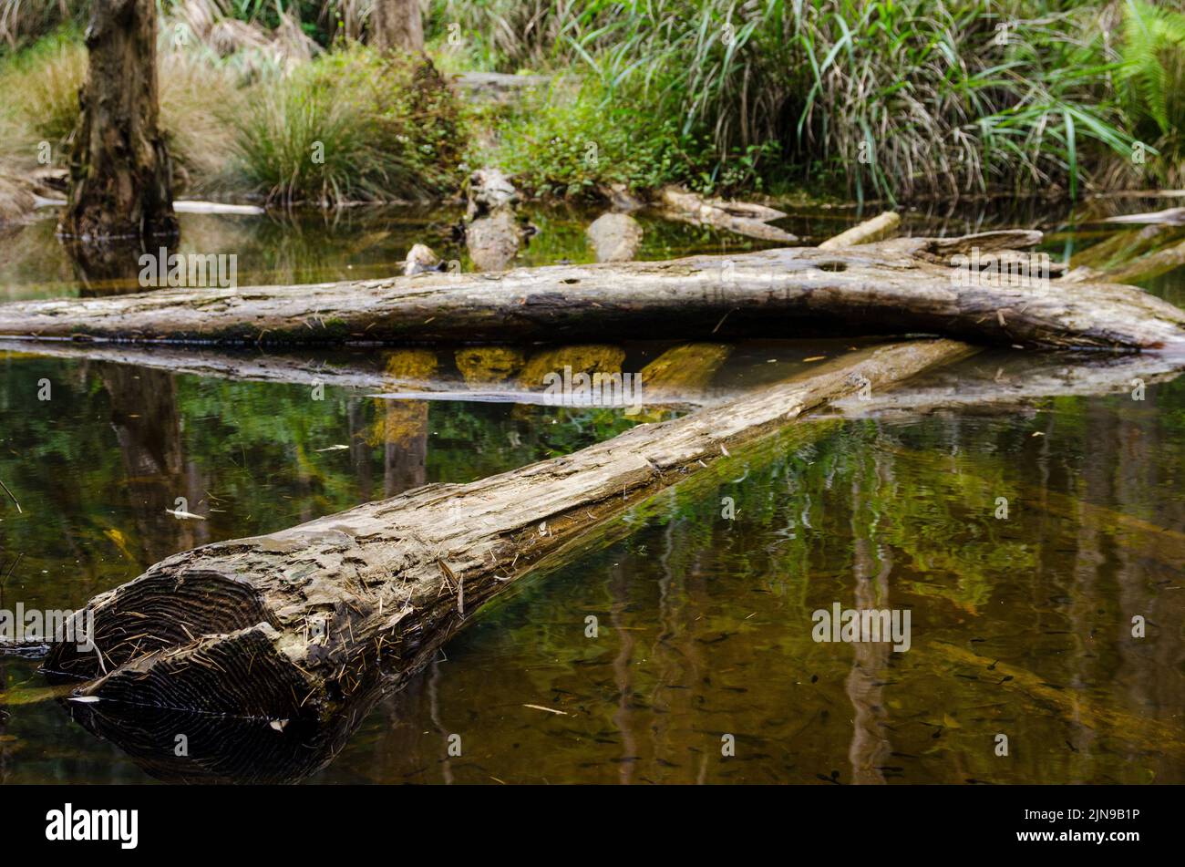 Fallen trees in the river water Stock Photo - Alamy