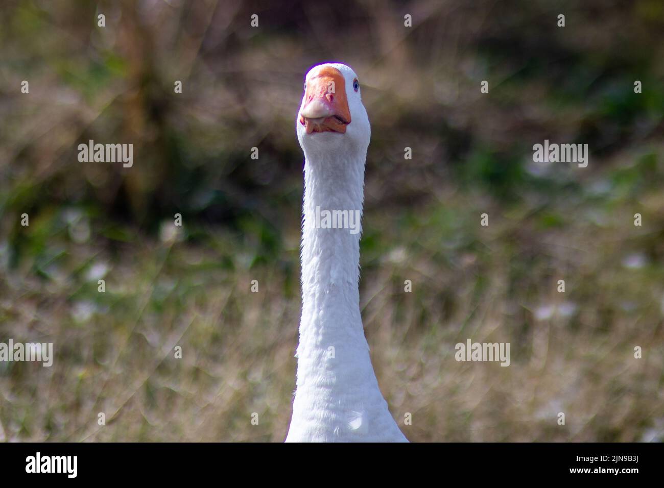 Closeup photo from the neck up of a goose looking at the camera Stock ...