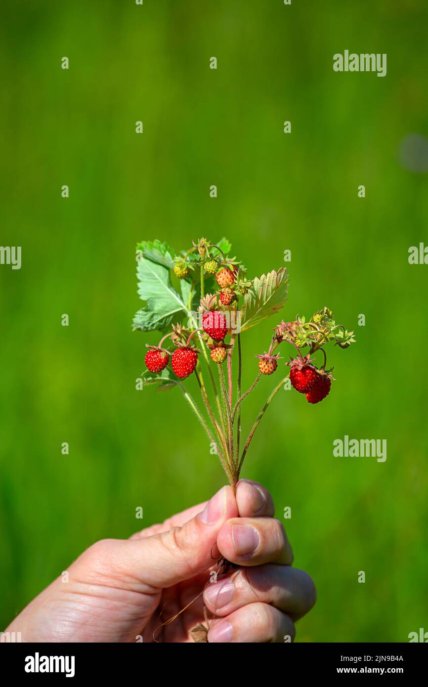 bouquet of strawberries with berries in hand, on a background of ...
