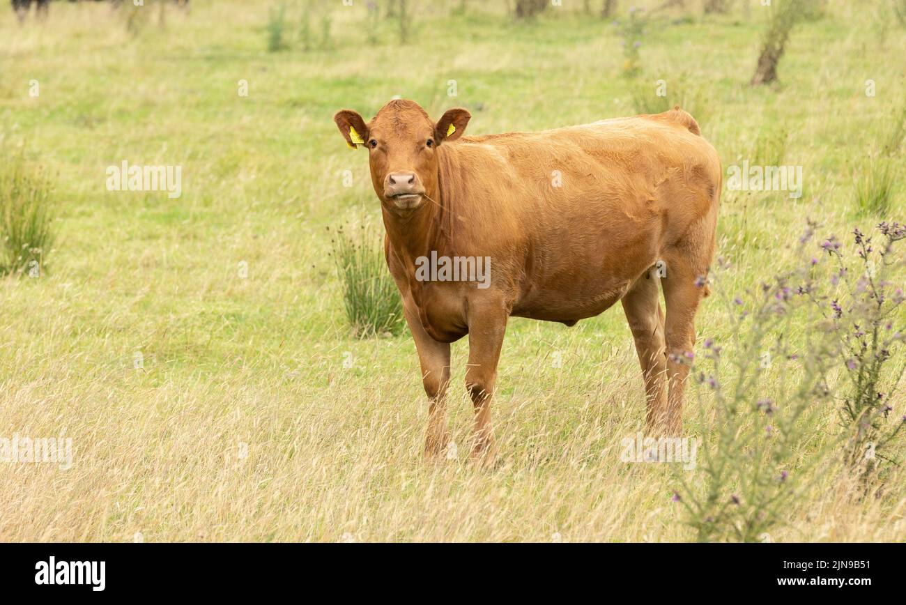 Forward facing cow hi-res stock photography and images - Alamy