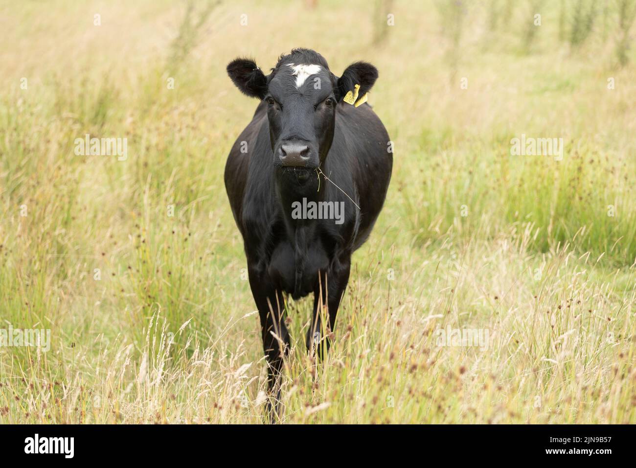 Forward facing cow hi-res stock photography and images - Alamy