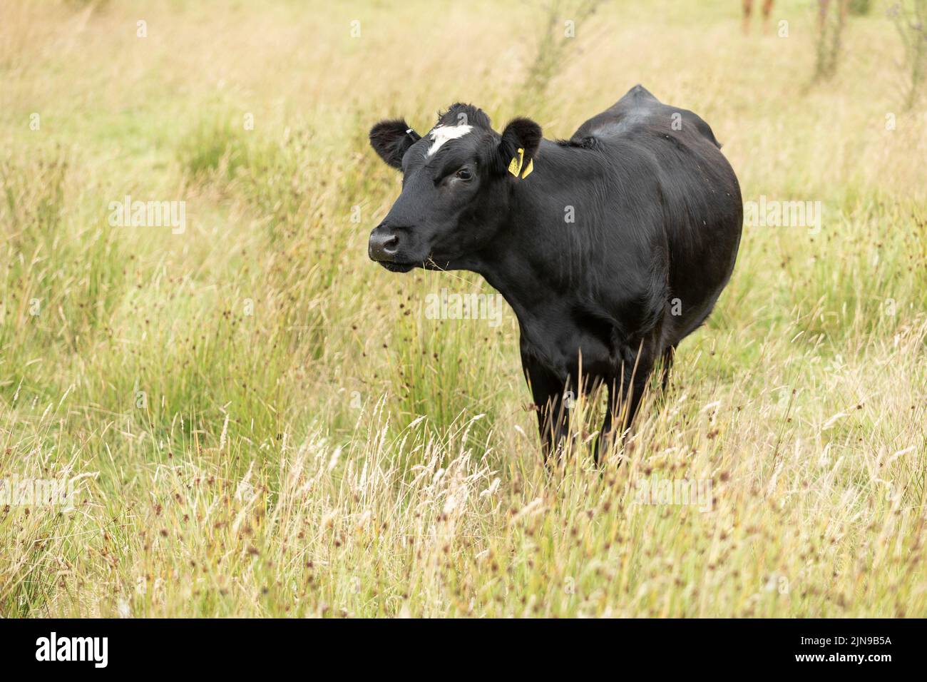 Forward facing cow hi-res stock photography and images - Alamy