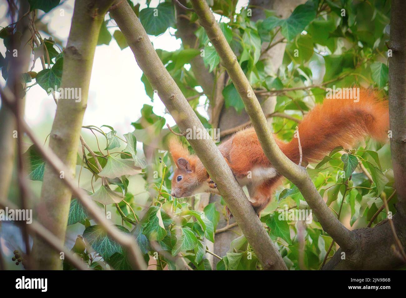 A closeup of squirrel perching on tree branches and looking toward ...