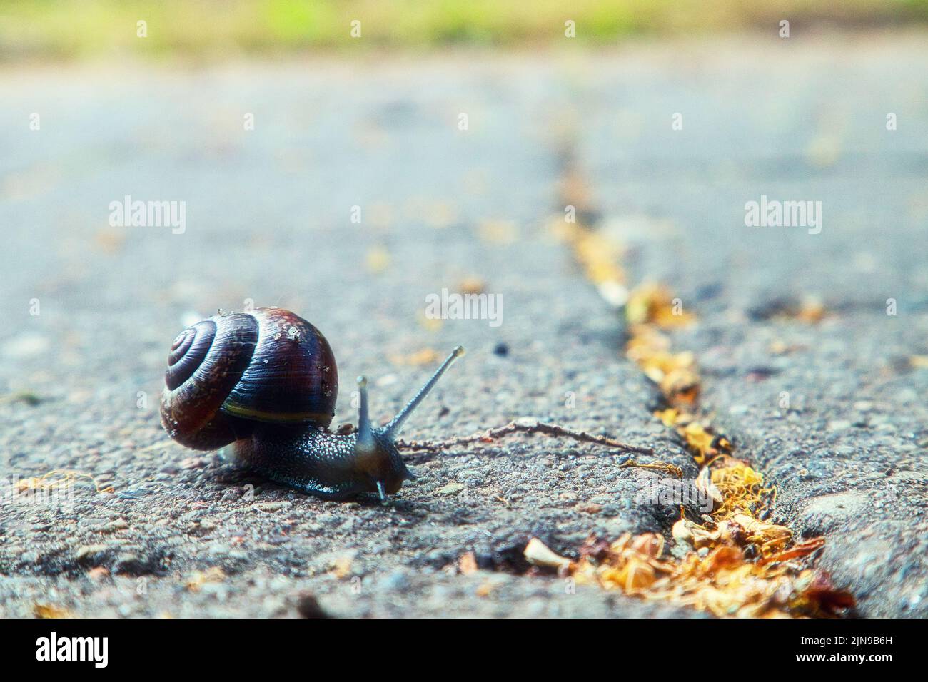 A closeup of snail creeping on ground Stock Photo - Alamy