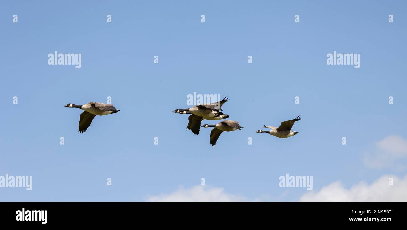 Flock of Canada geese scientific name Branta canadensis in flight Stock ...