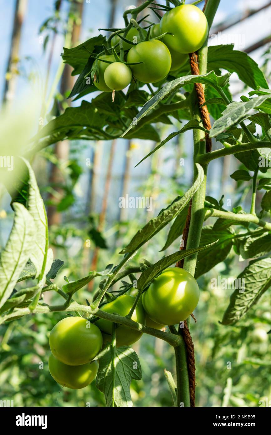 A branch with green tomatoes on a plantation of tomato plants in a ...