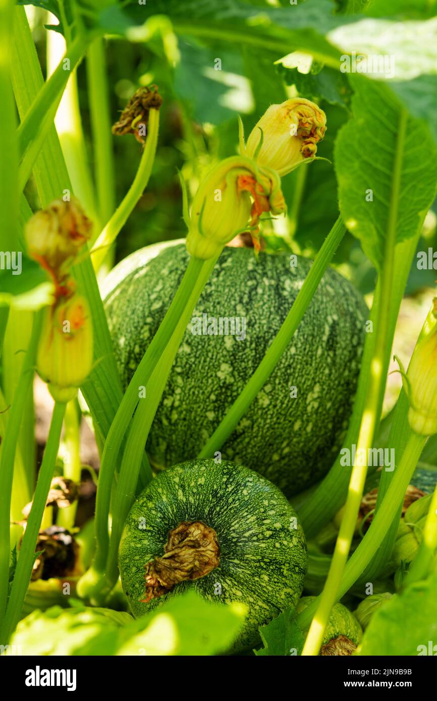 Green round striped zucchini grow in the garden. Growing vegetables in ...