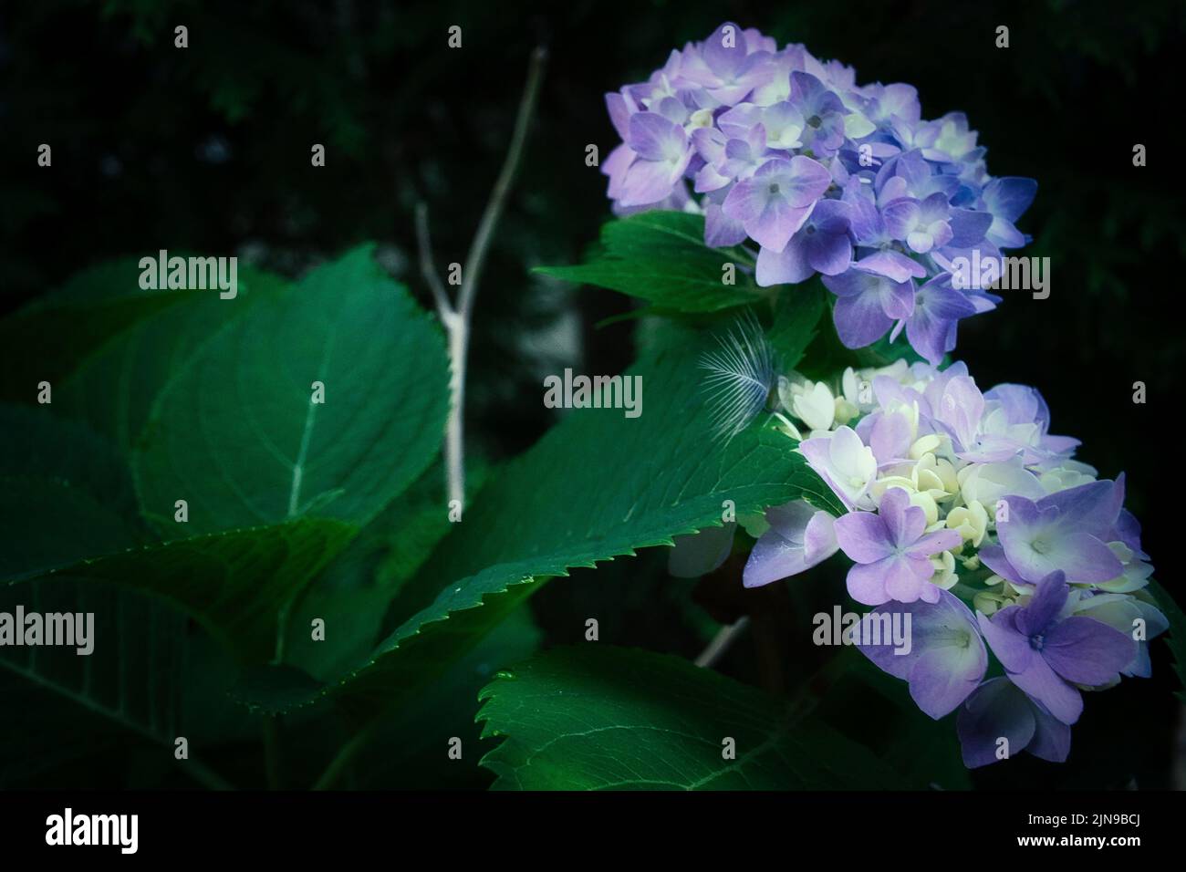 The beautiful purple hydrangea flowers in the garden Stock Photo - Alamy