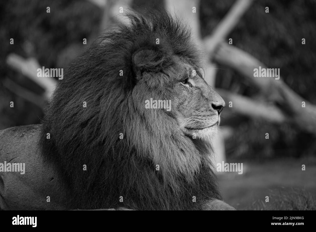 A grayscale side view of a lion resting in the zoo Stock Photo - Alamy