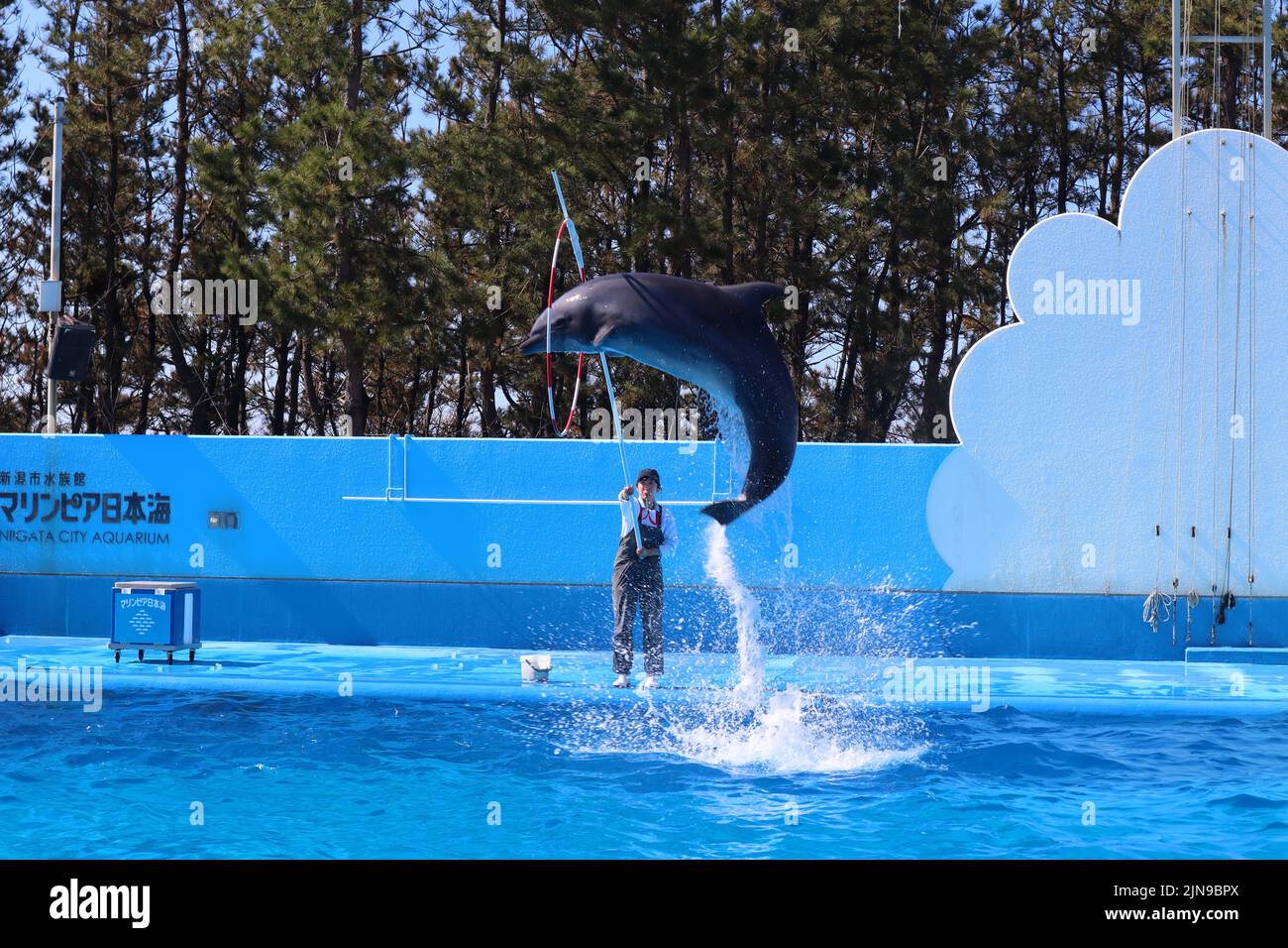 Dolphin Show Niigata Aquarium Japan Stock Photo - Alamy