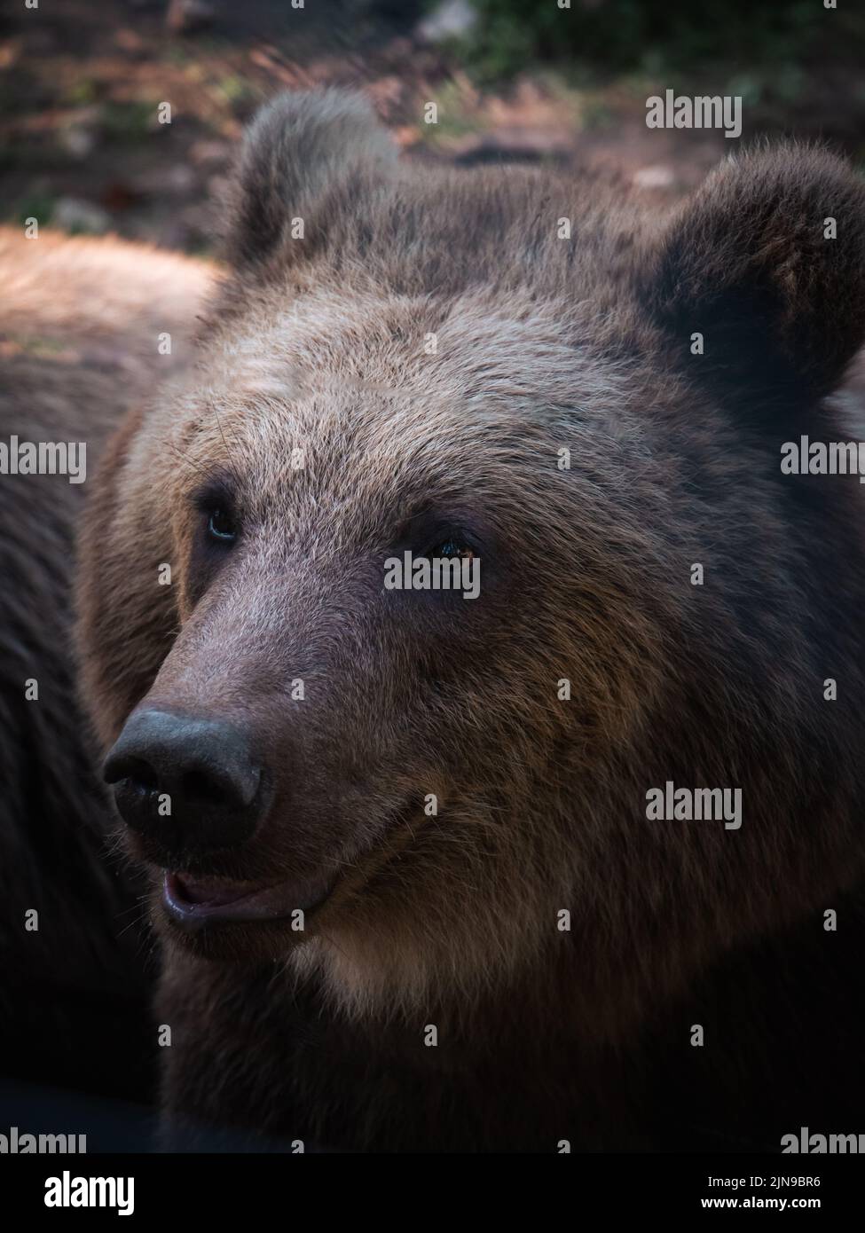 Grizzly bear head shot hi-res stock photography and images - Alamy