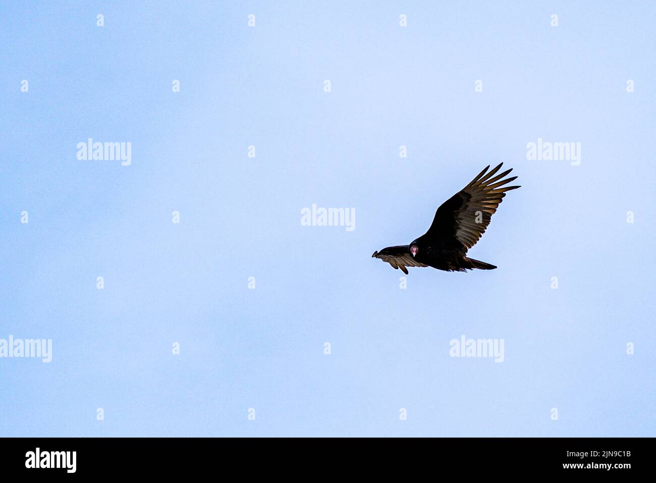 A turkey vulture (Cathartes aura) flying the the blue sky with full ...