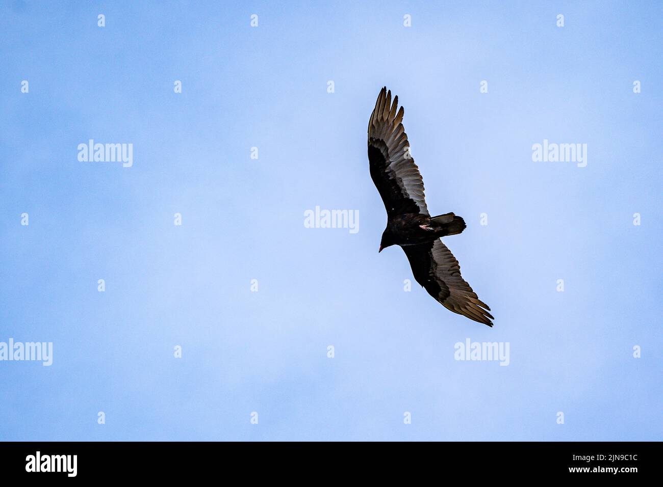 A turkey vulture (Cathartes aura) flying the the blue sky with full ...