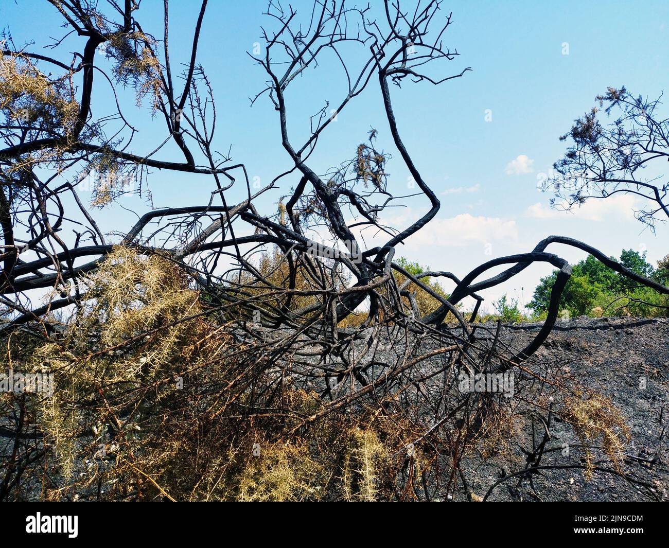 forest fire, burnt, charred vegetation. Effect of the heat wave. Global ...