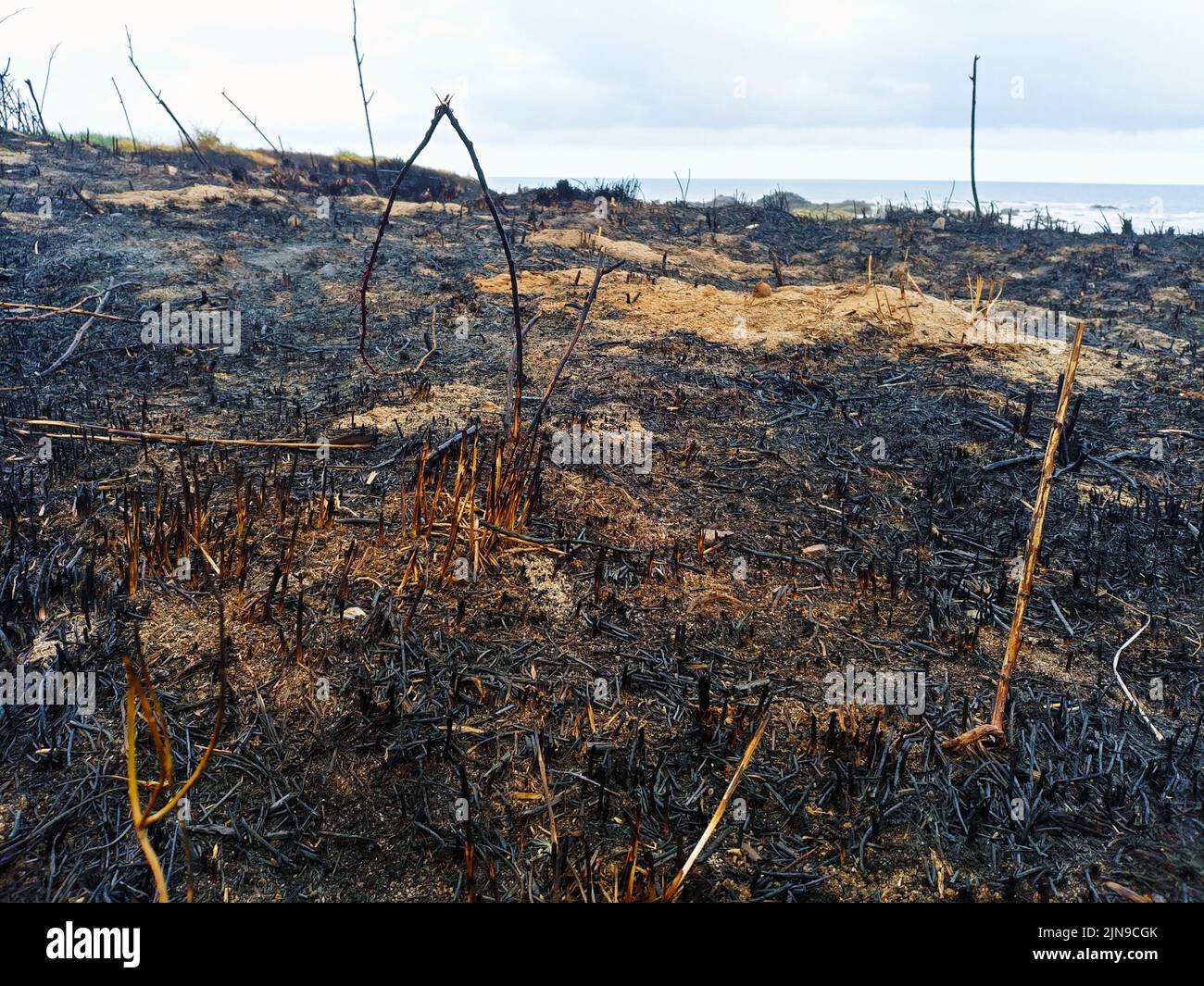 forest fire, burnt, charred vegetation. Effect of the heat wave. Global ...