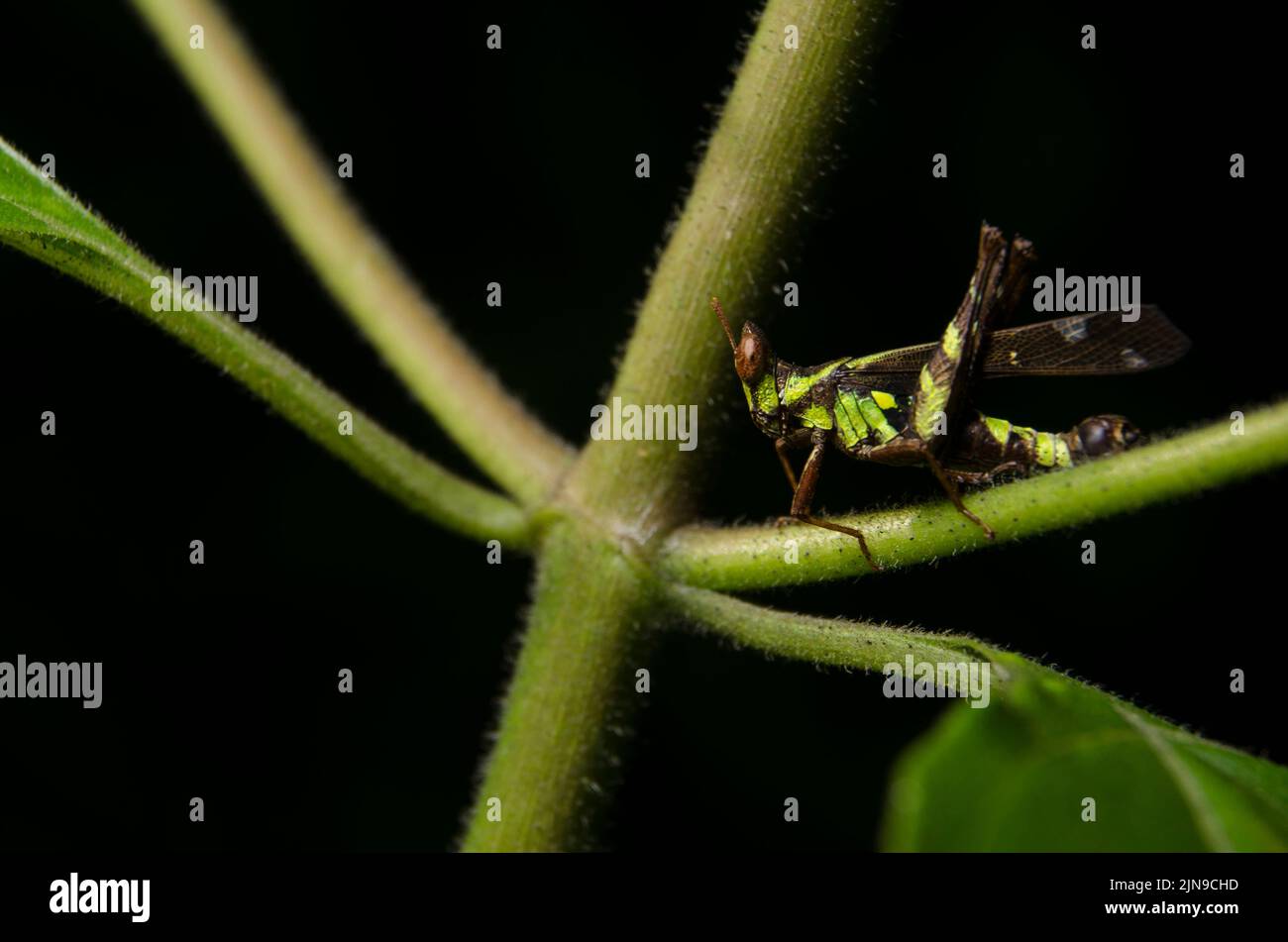 A closeup of Erianthus versicolor on a plant Stock Photo - Alamy