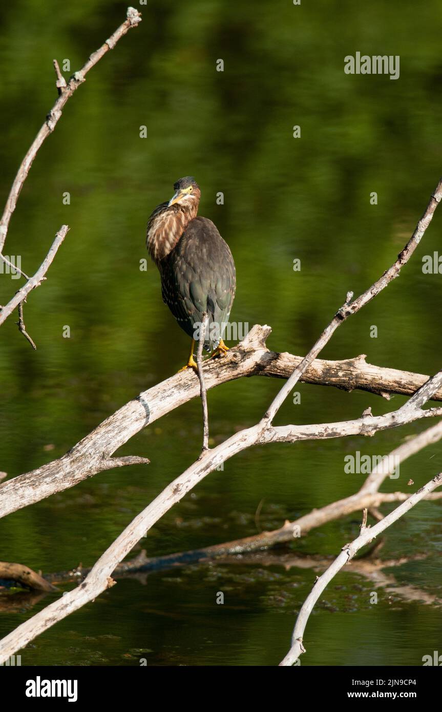 Perched on tree branches hi-res stock photography and images - Alamy