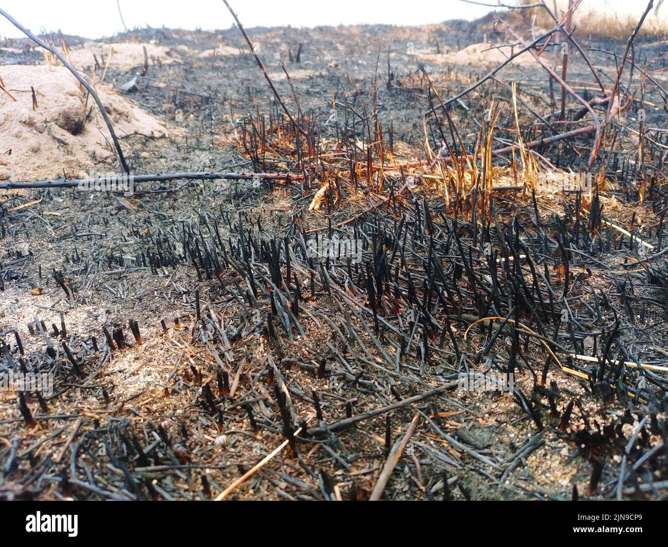 forest fire, burnt, charred vegetation. Effect of the heat wave. Global ...