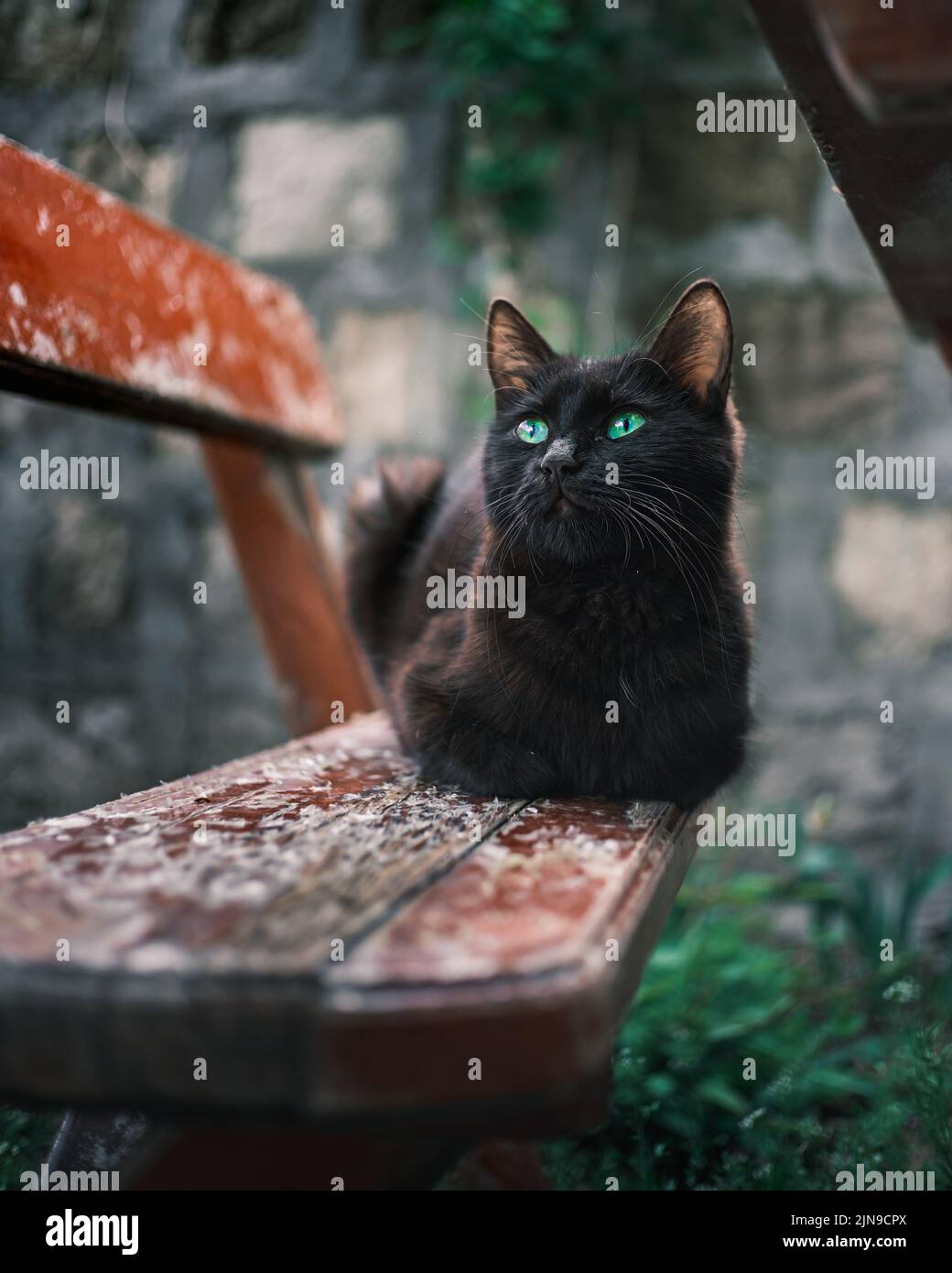 Cat on bench Stock Photo - Alamy