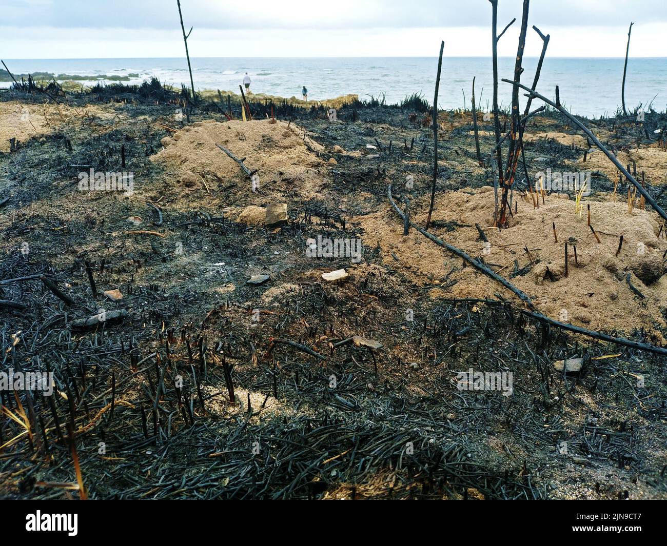 forest fire, burnt, charred vegetation. Effect of the heat wave. Global ...