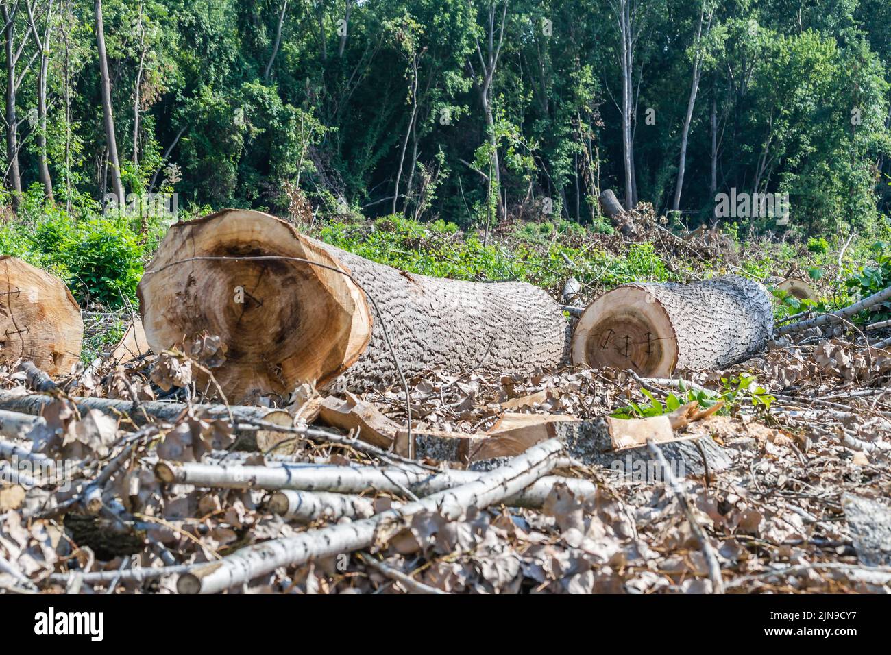 View of the cleared forest. Close-up view of cut poplar trunks, planned ...