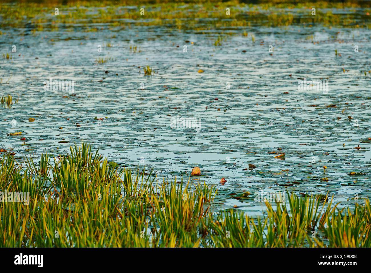 Lake overgrown with reeds and rushes Stock Photo - Alamy