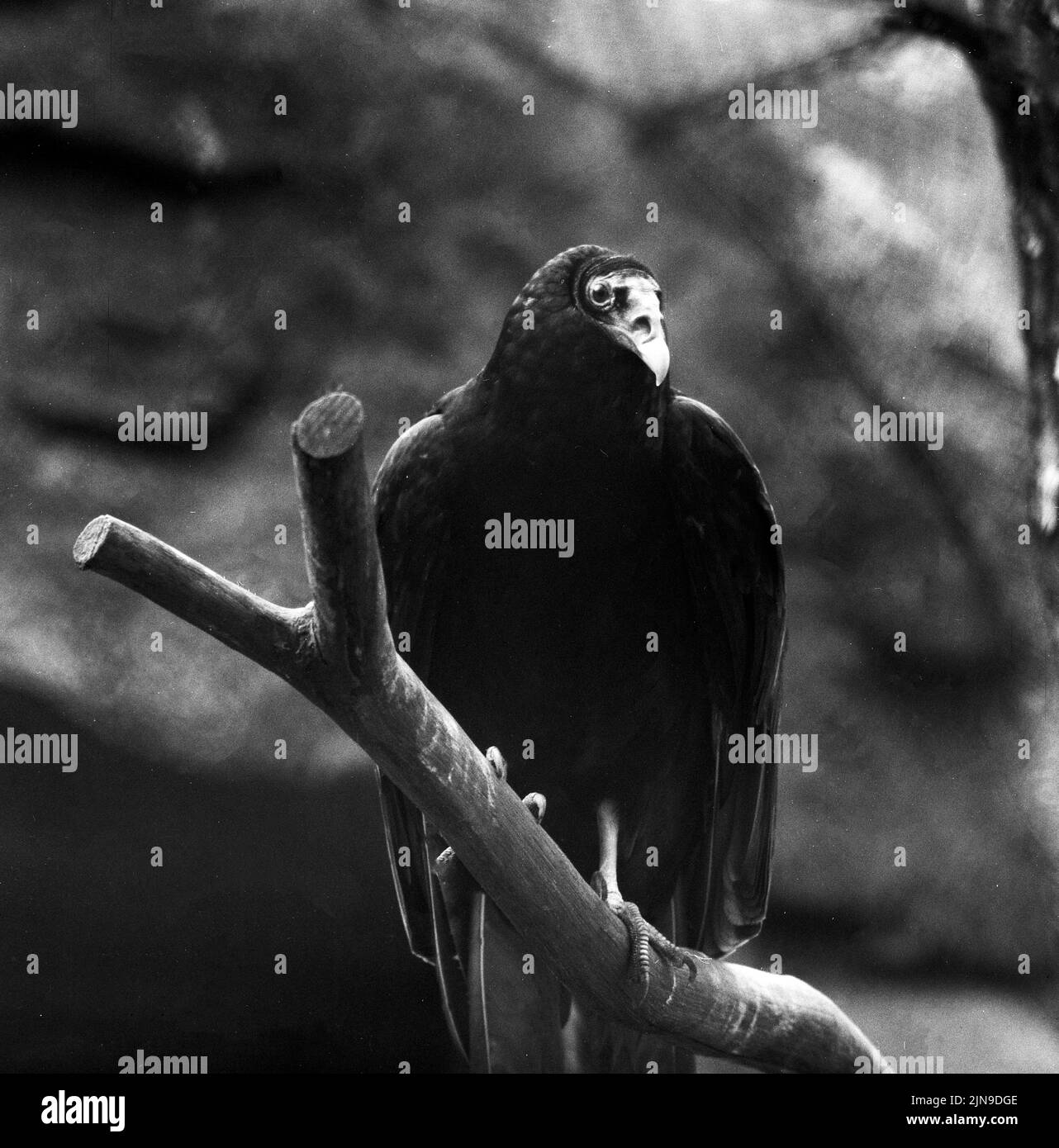 Zoo voliere hi-res stock photography and images - Alamy