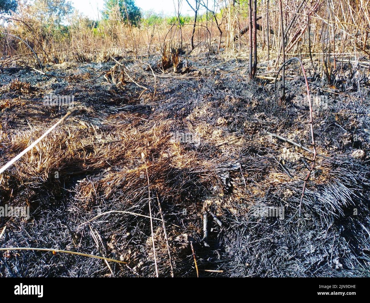 forest fire, burnt, charred vegetation. Effect of the heat wave. Global ...