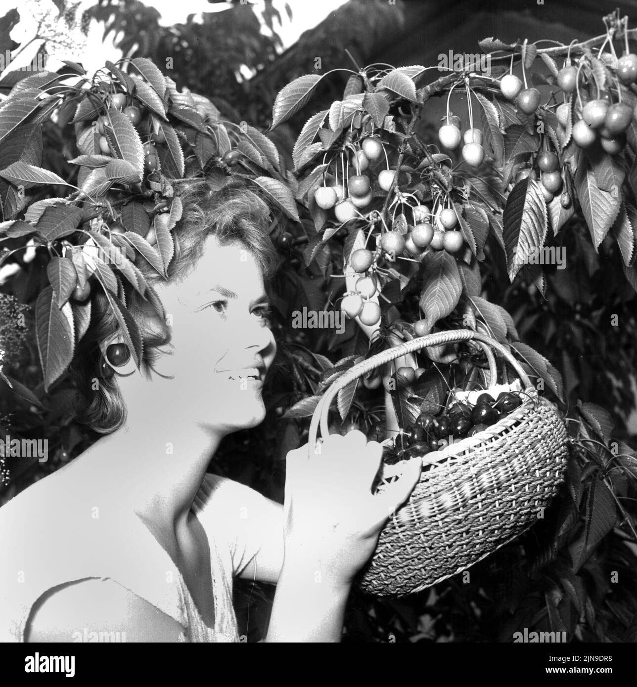 Original-Bildunterschrift: Die ersten Kirschen aus Berlin sind da, sie ...