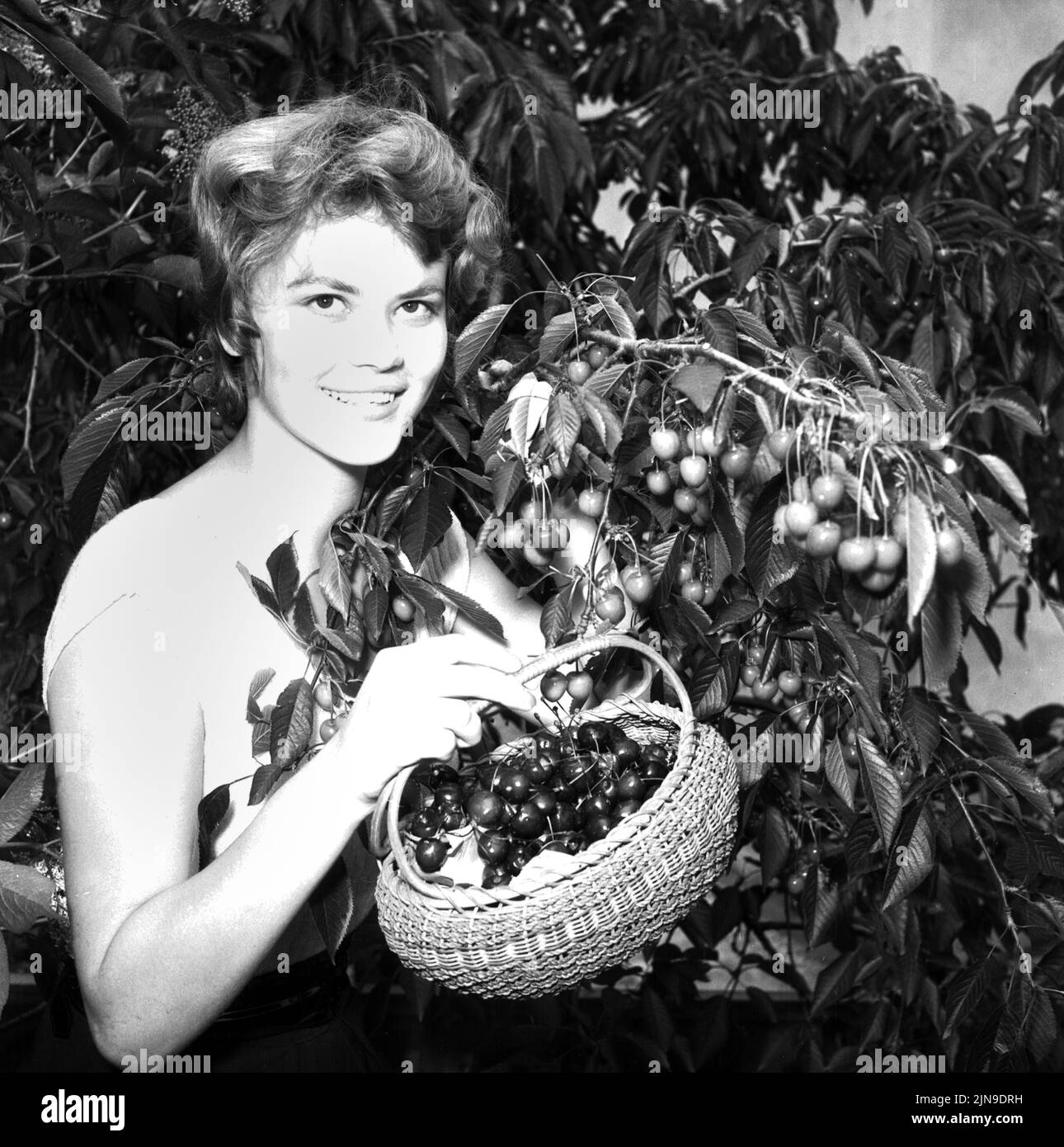 Original-Bildunterschrift: Die ersten Kirschen aus Berlin sind da, sie ...