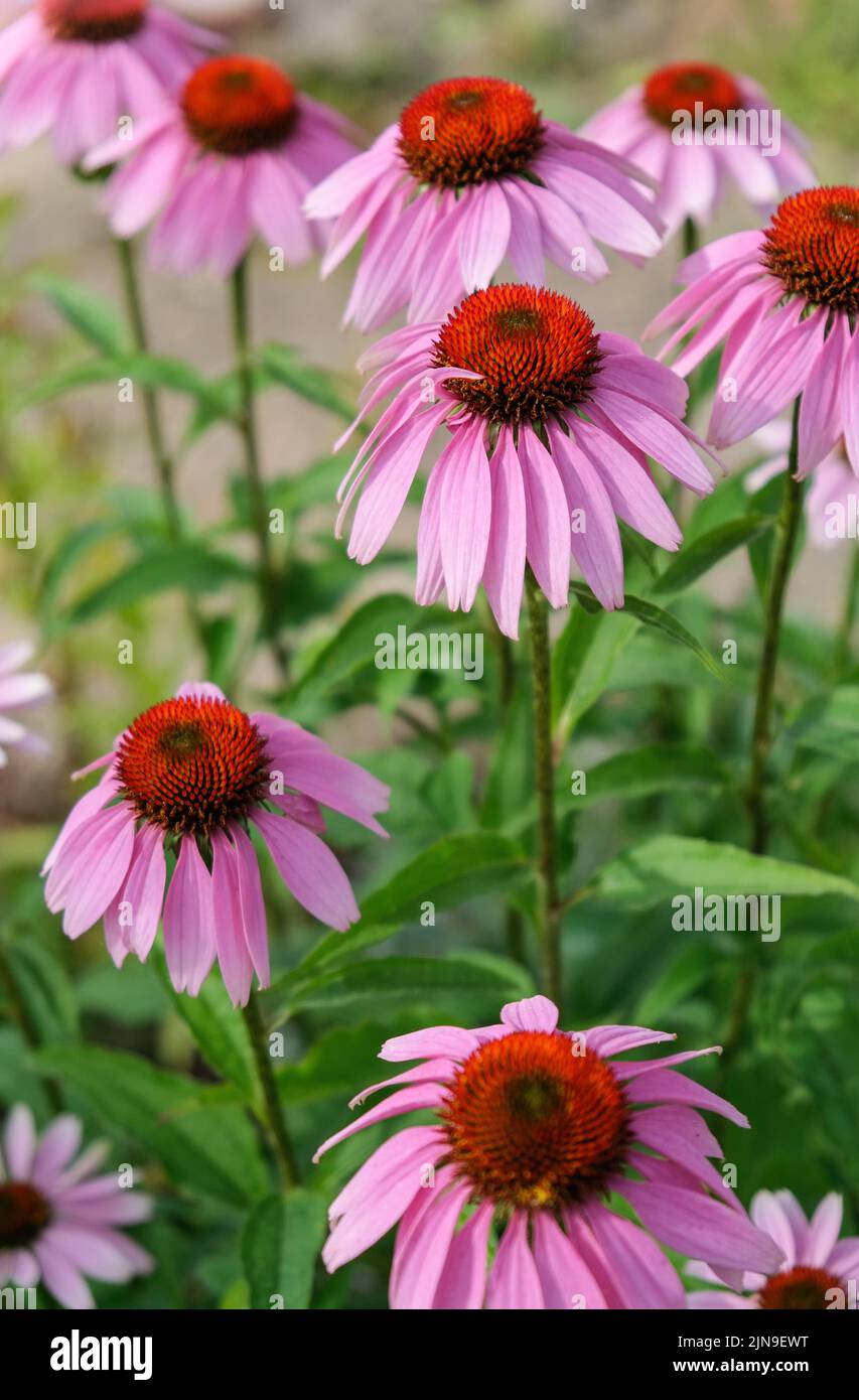Echinacea flowers in the garden. Echinacea purpurea. Close-up. Vertical ...