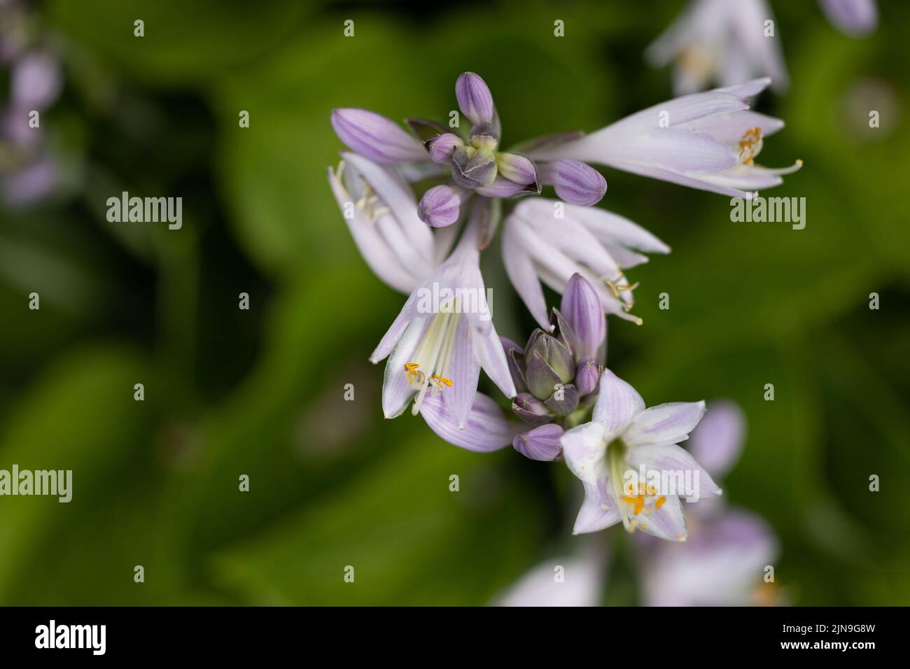 Purple hosta hi-res stock photography and images - Alamy